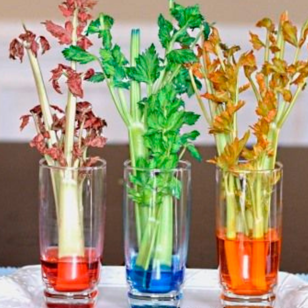 SPRING ACTIVITIES • Fluency and Fitness®+